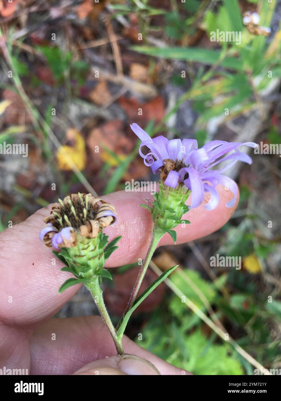 Eastern Silver Aster (Symphyotrichum concolor Stock Photo - Alamy