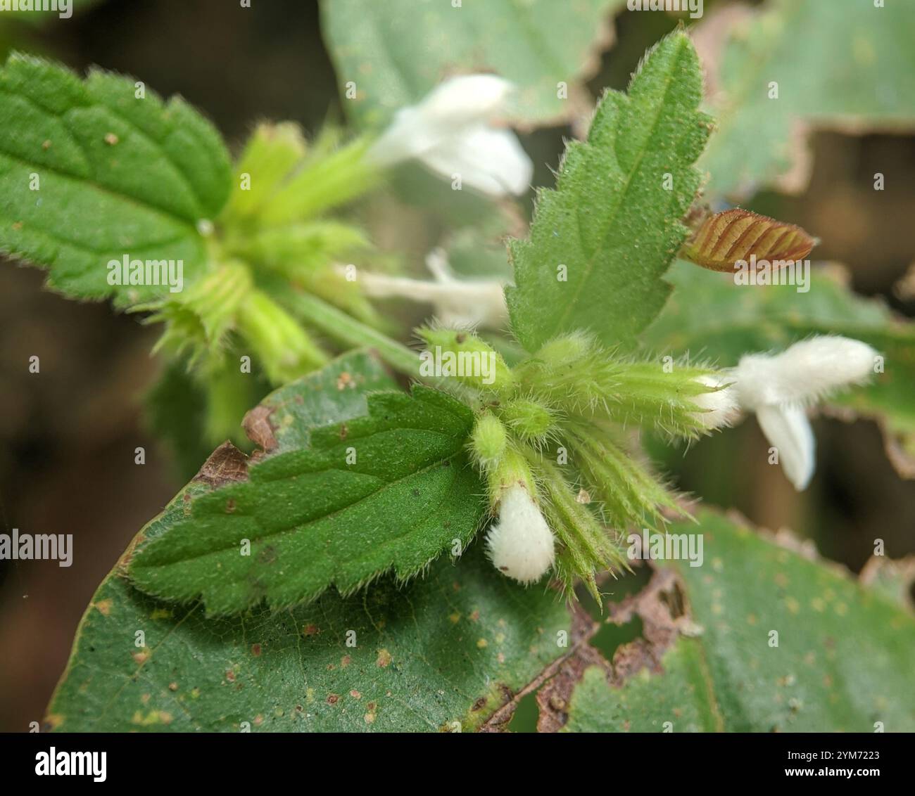 Thumba hi-res stock photography and images - Alamy