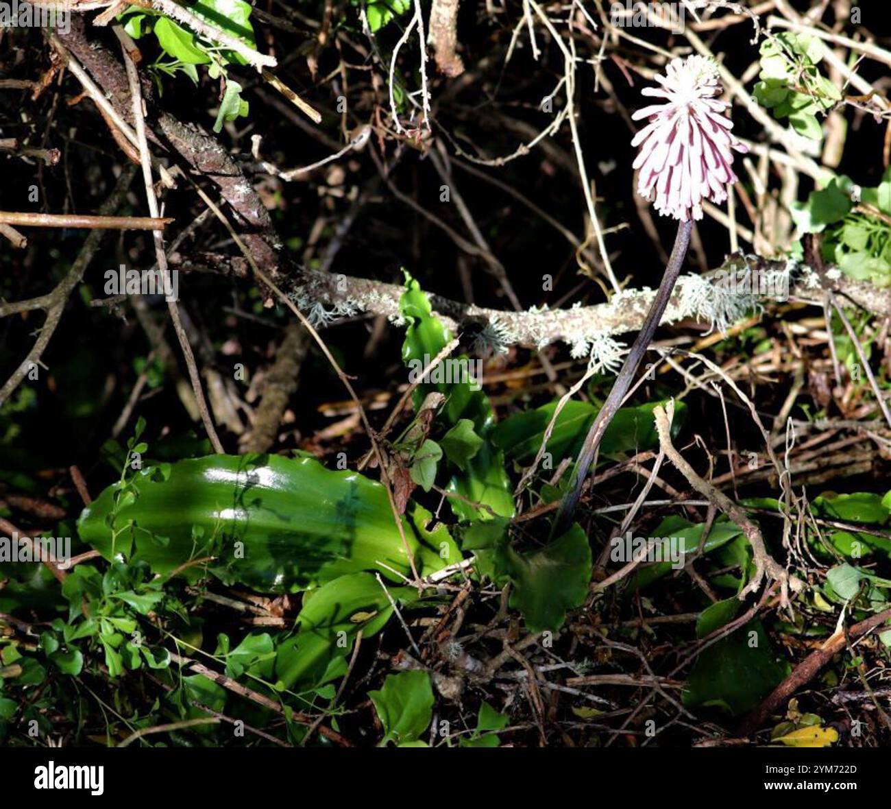 Veltheimia bracteata hi-res stock photography and images - Alamy