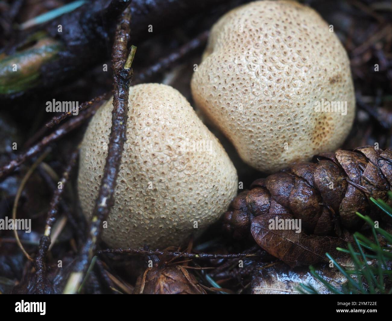 common earthball (Scleroderma citrinum Stock Photo - Alamy