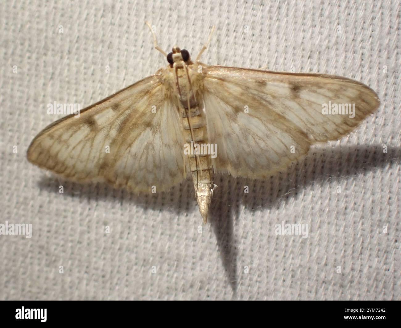 Herpetogramma hi-res stock photography and images - Alamy