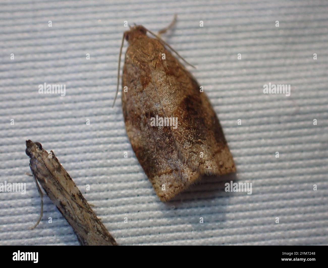 Rose Tortrix Moth (Archips rosana Stock Photo - Alamy