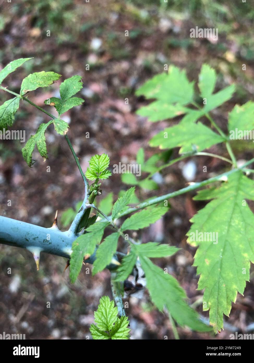whitebark raspberry (Rubus leucodermis Stock Photo - Alamy