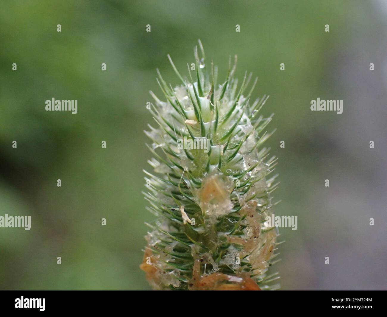 Alpine Timothy (Phleum alpinum Stock Photo - Alamy