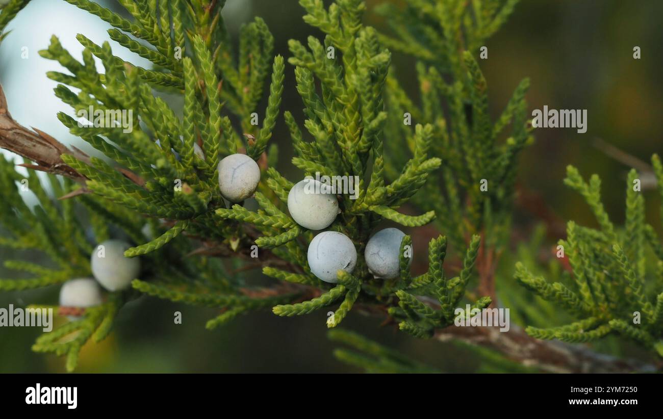 eastern redcedar (Juniperus virginiana Stock Photo - Alamy