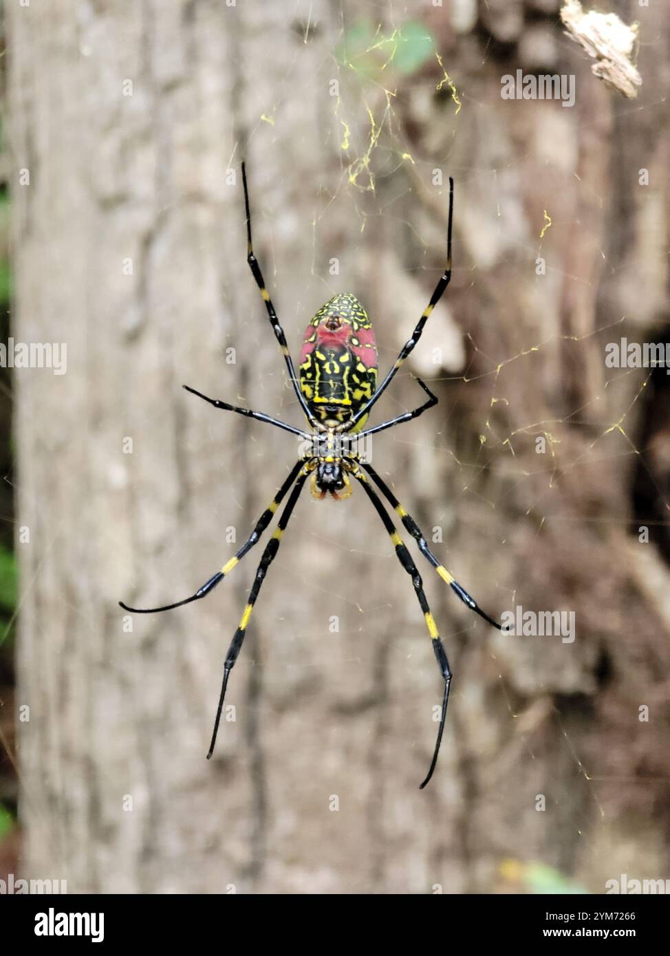 Joro Spider (Trichonephila clavata Stock Photo - Alamy