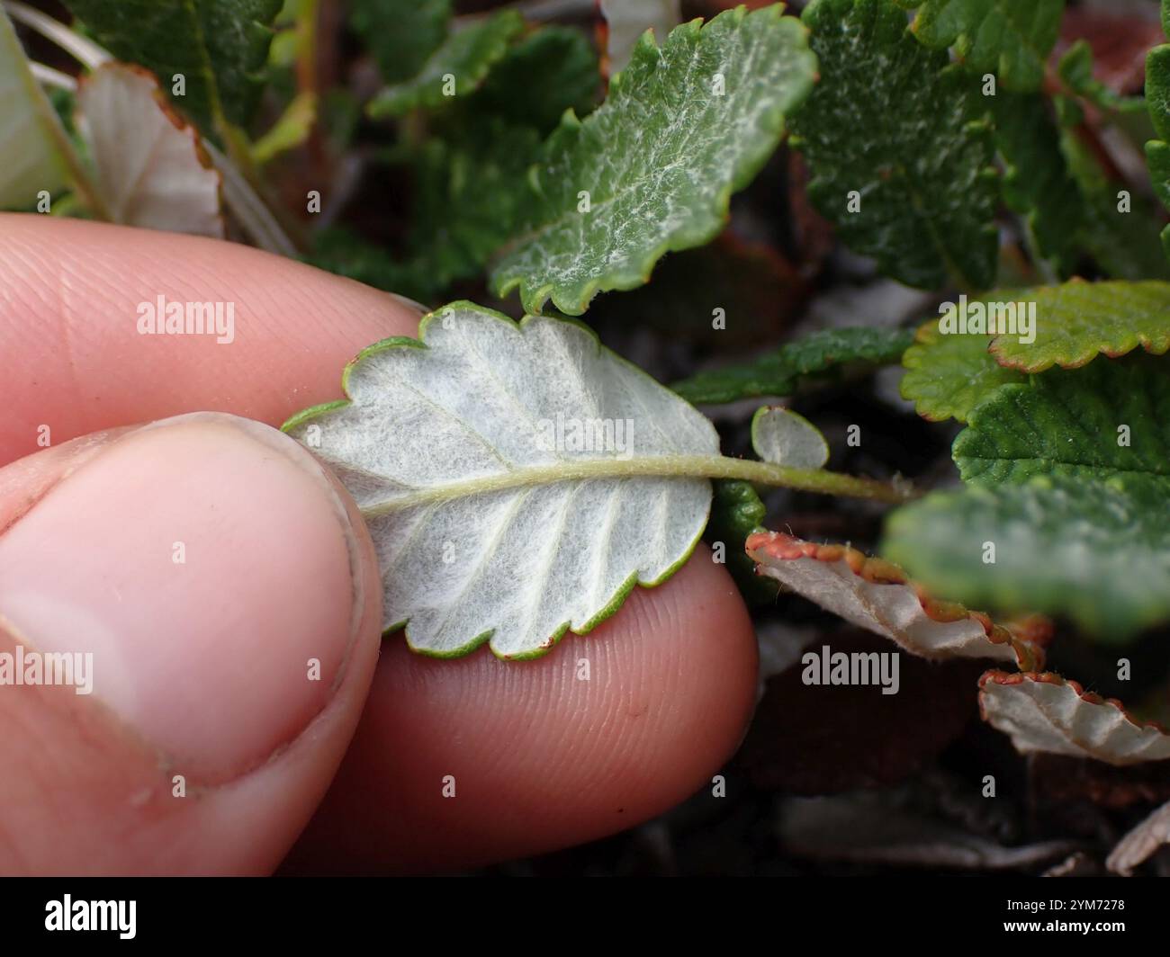 Yellow Mountain-avens (Dryas drummondii Stock Photo - Alamy
