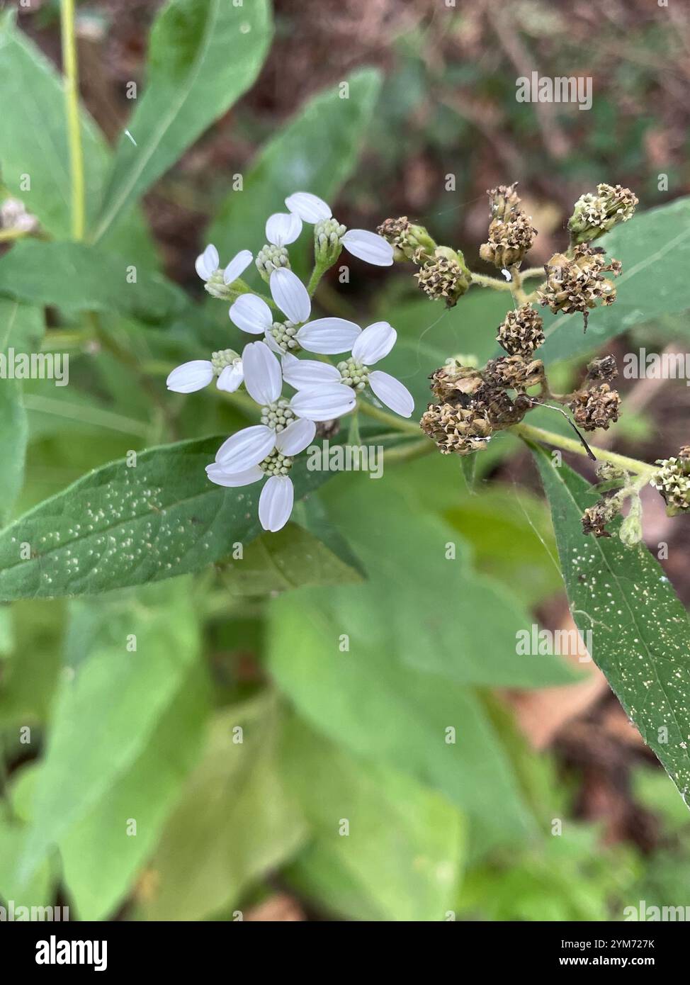 frostweed (Verbesina virginica Stock Photo - Alamy