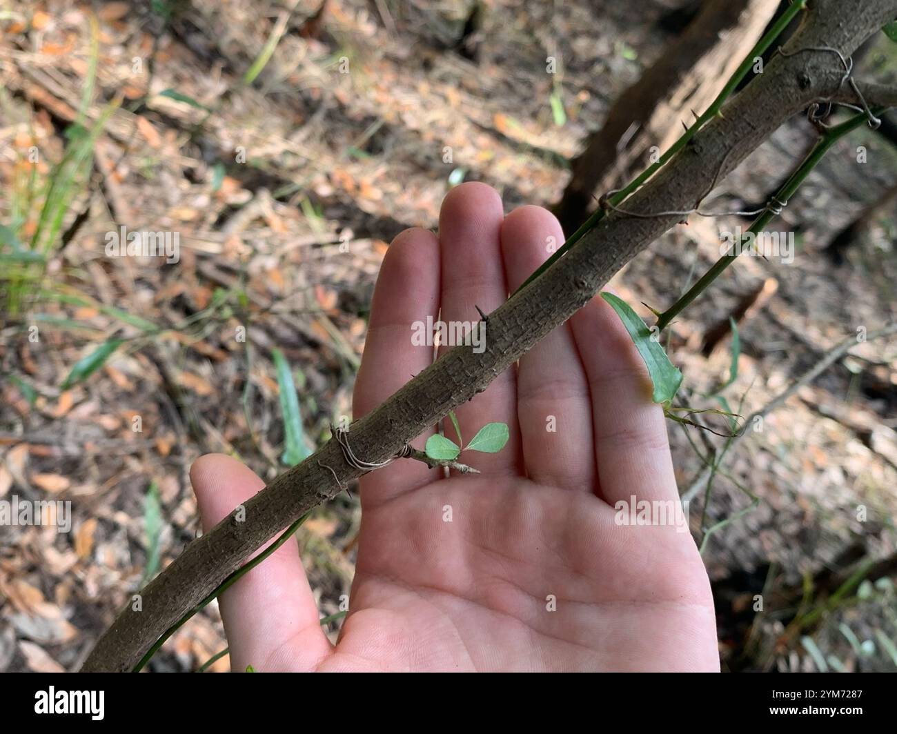 bully trees (Sideroxylon Stock Photo - Alamy