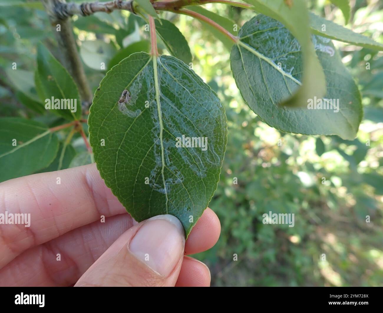 Aspen Serpentine Leafminer Moth (Phyllocnistis populiella Stock Photo ...