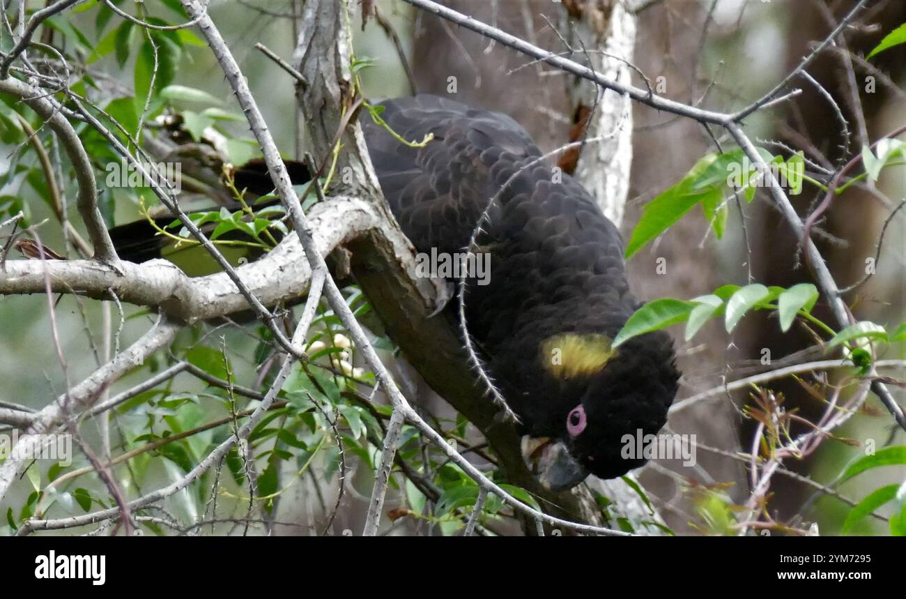 Yellow-tailed Black Cockatoo (Zanda funerea Stock Photo - Alamy