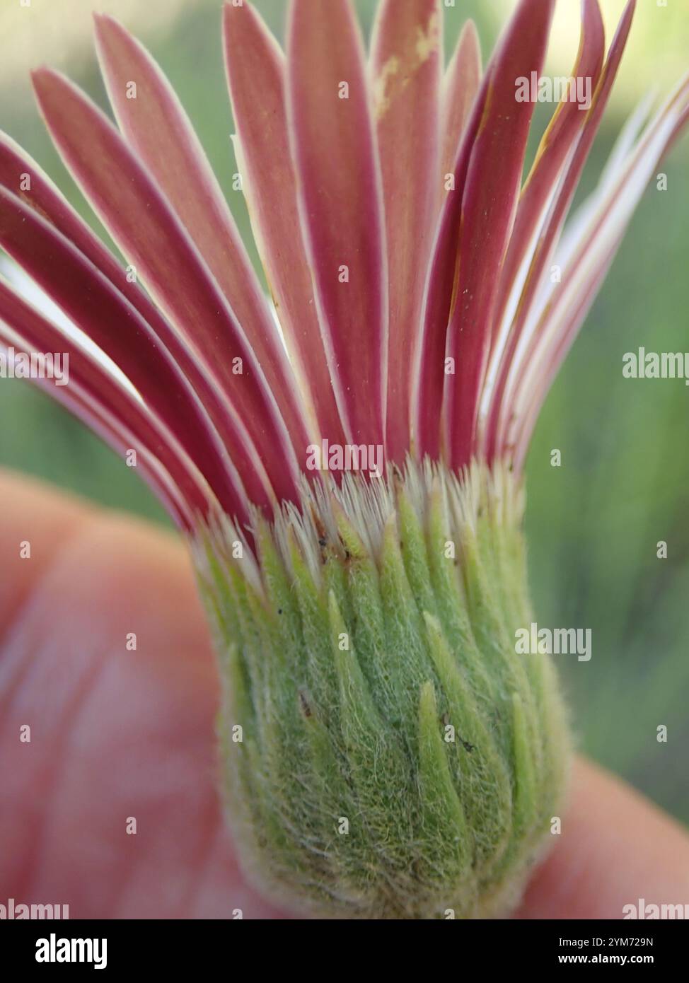 Butter Gerbera (Gerbera ambigua Stock Photo - Alamy
