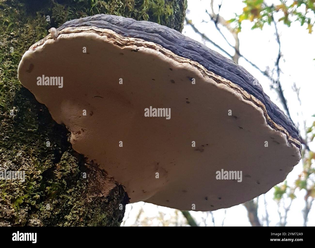 Willow Bracket (Phellinus igniarius Stock Photo - Alamy