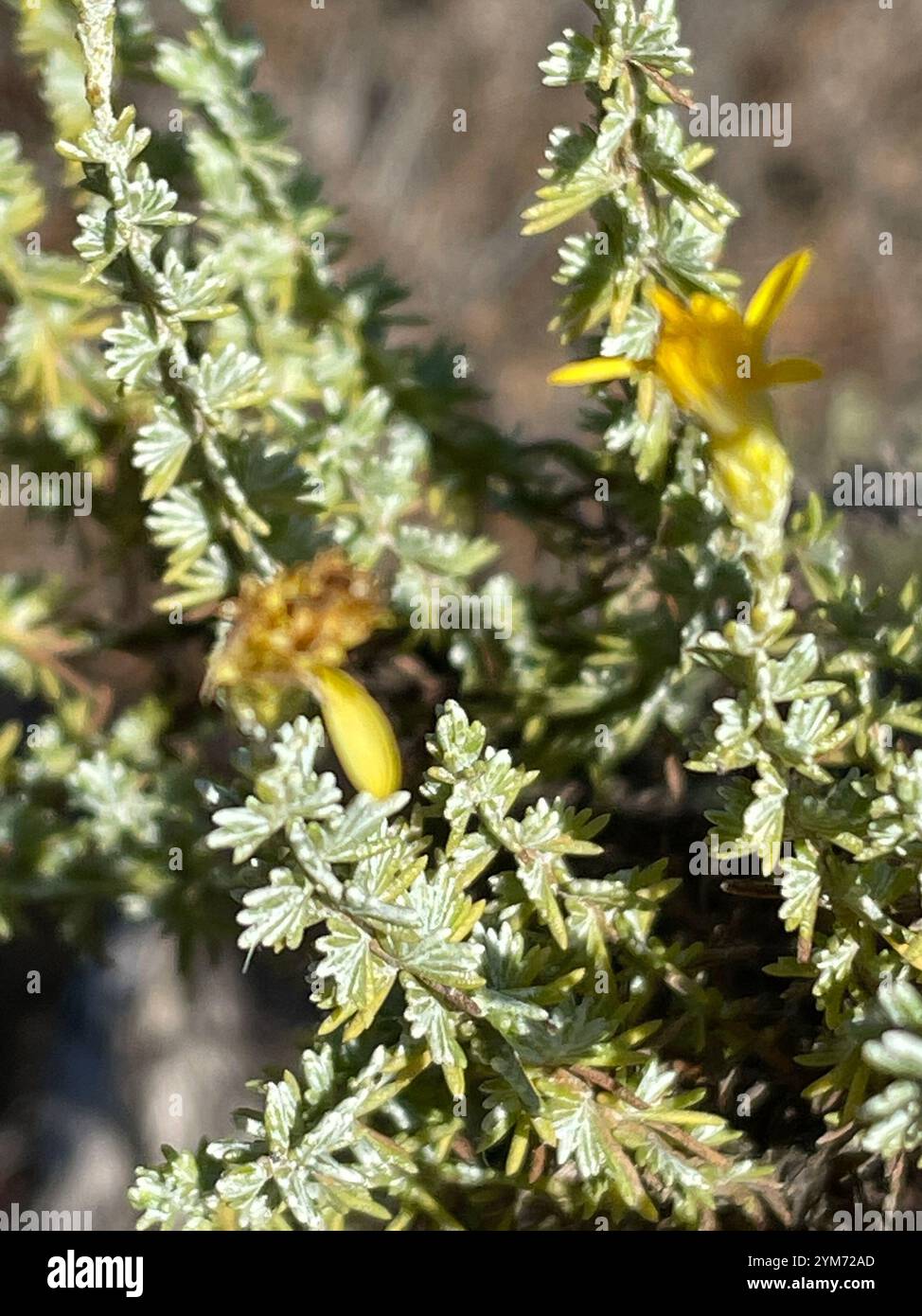 Ericameria ericoides hi-res stock photography and images - Alamy