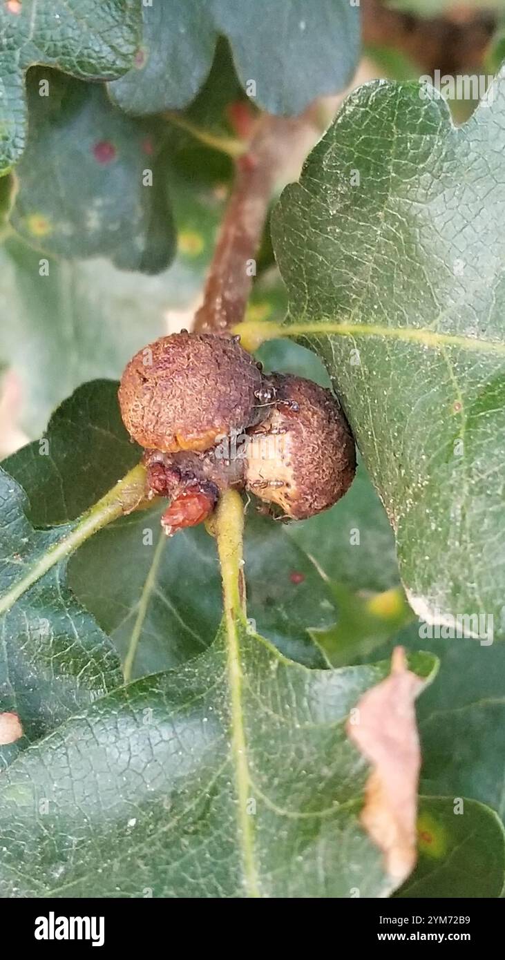 valley oak (Quercus lobata Stock Photo - Alamy