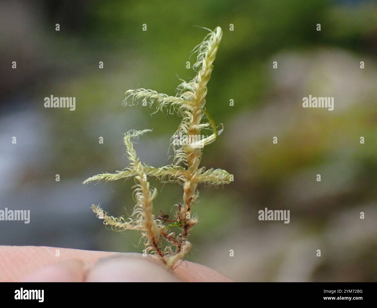Sickle-leaved Hook-moss (Sanionia uncinata Stock Photo - Alamy