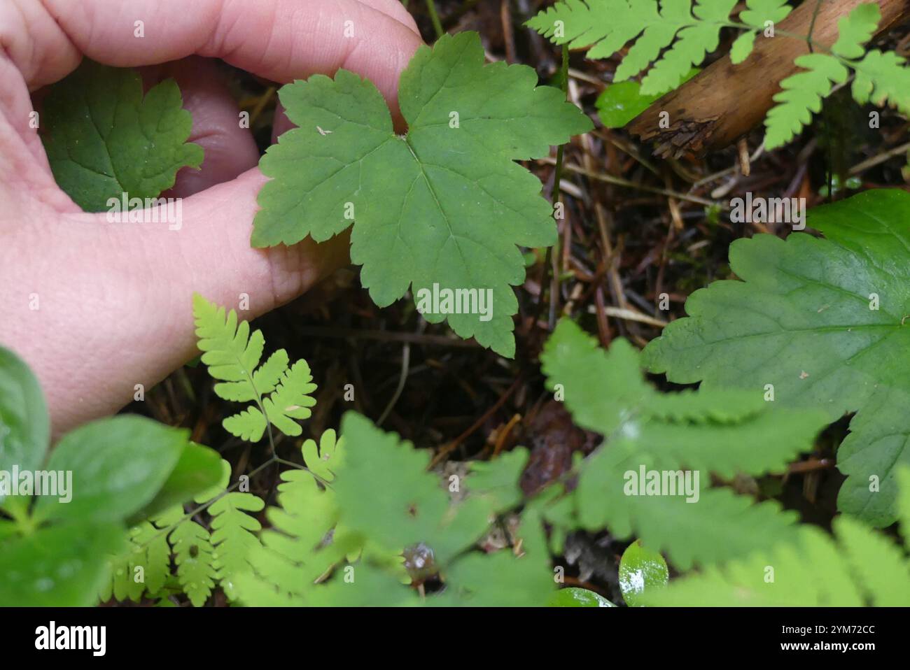 Oneleaf Foamflower (Tiarella trifoliata unifoliata Stock Photo - Alamy
