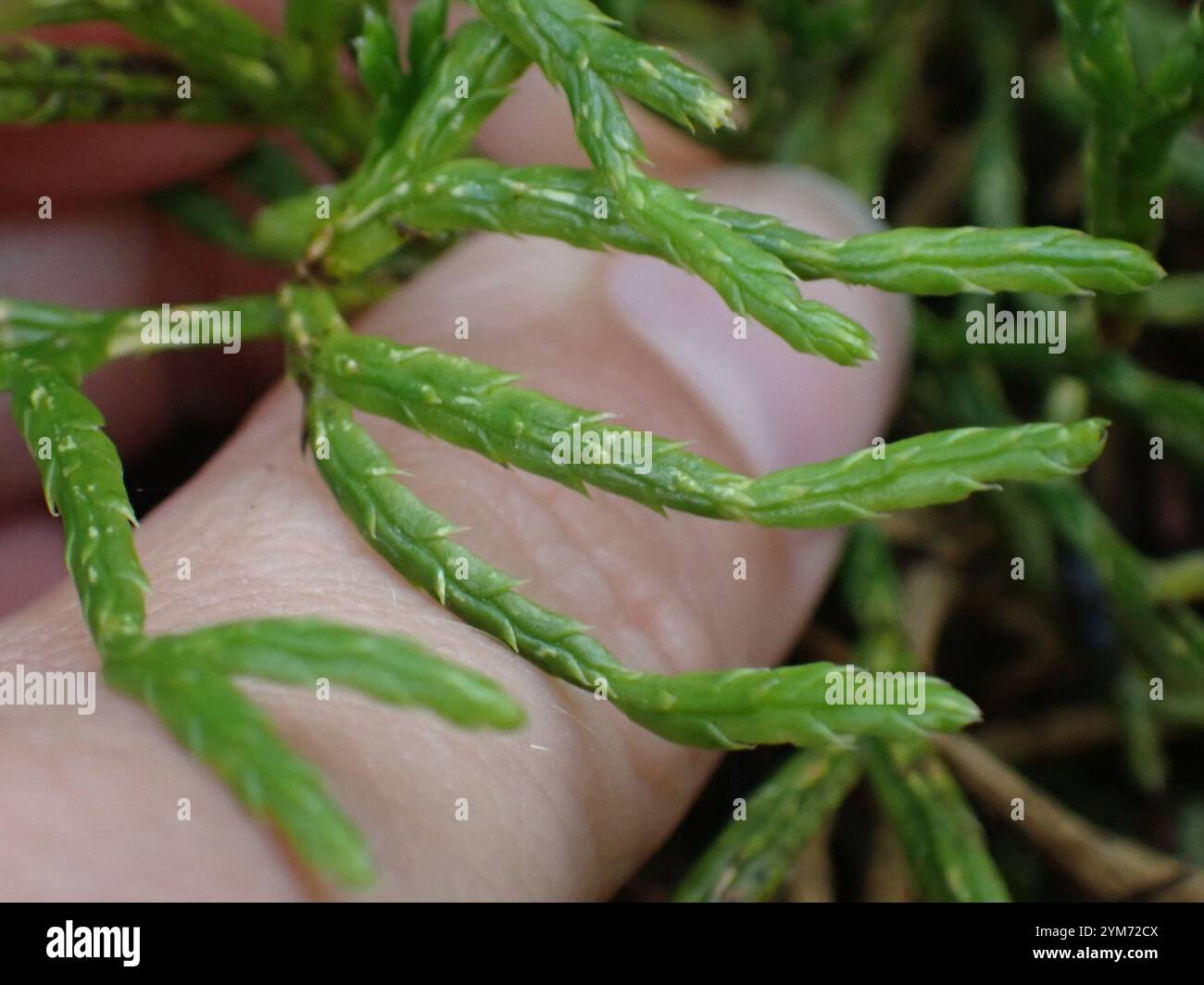 northern ground-cedar (Diphasiastrum complanatum Stock Photo - Alamy