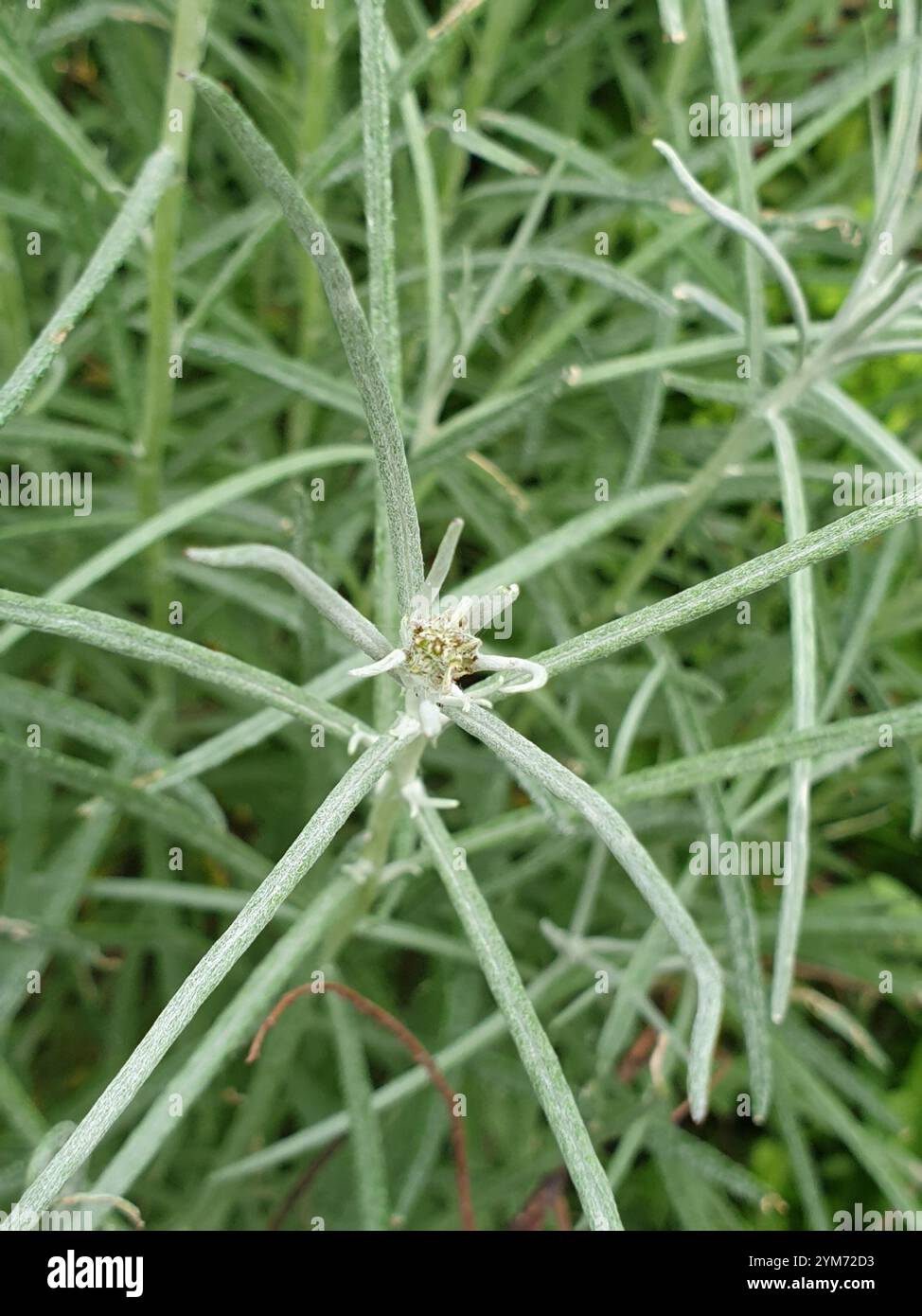 cotton burnweed (Senecio quadridentatus Stock Photo - Alamy