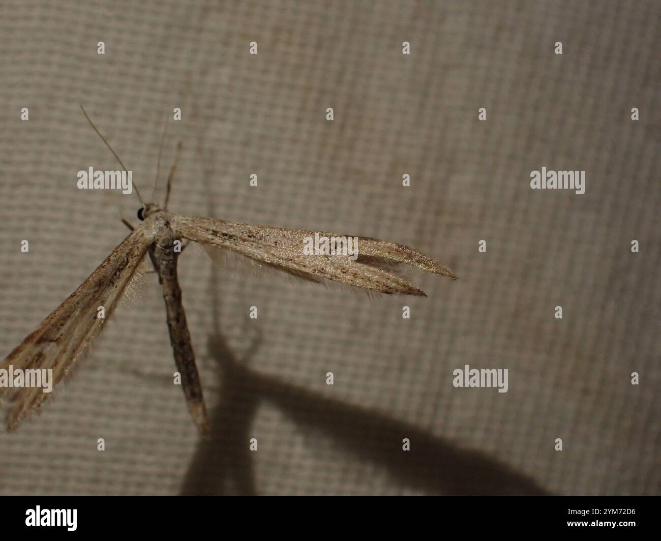 Plume Moths (Pterophoridae Stock Photo - Alamy