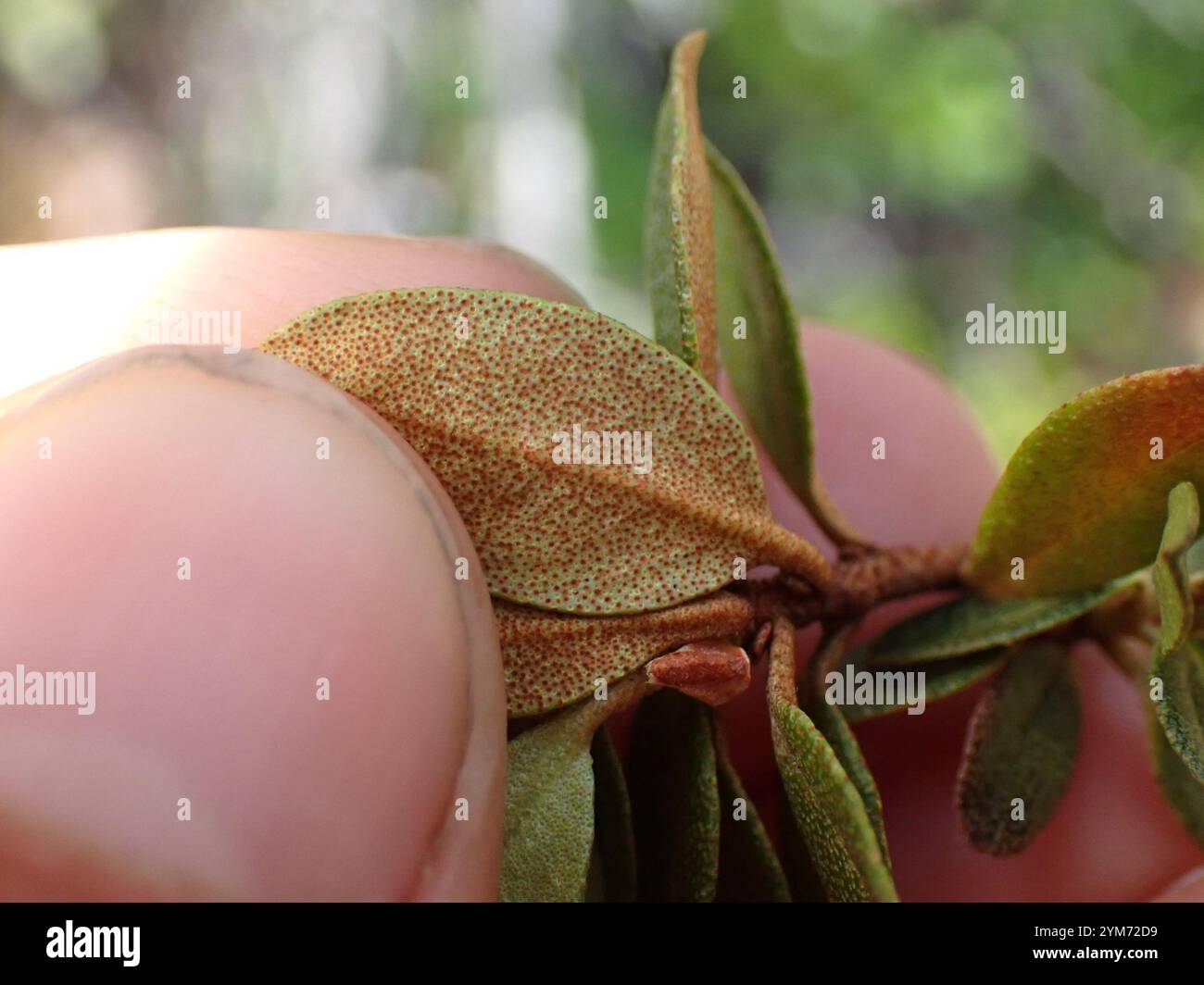 Rhododendron lapponicum hi-res stock photography and images - Alamy