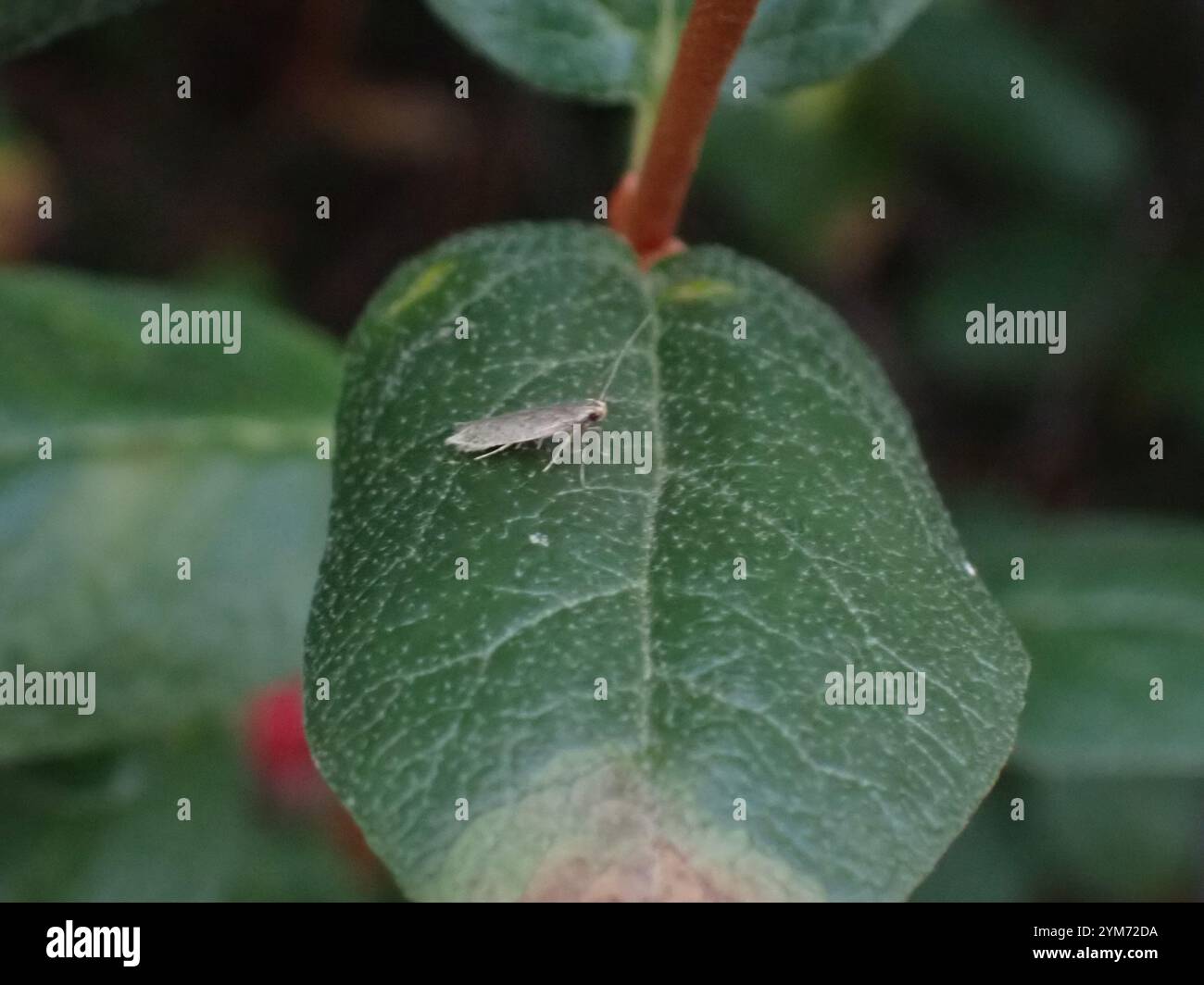 Curved-horn Moths (Gelechioidea Stock Photo - Alamy
