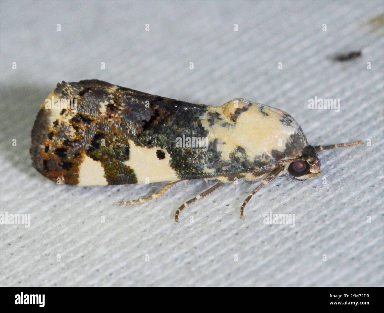 Exposed Bird Dropping Moth (Tarache aprica Stock Photo - Alamy