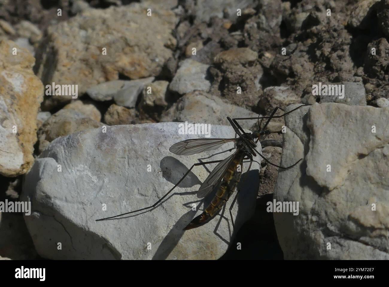 Crane Flies (Tipulomorpha Stock Photo - Alamy