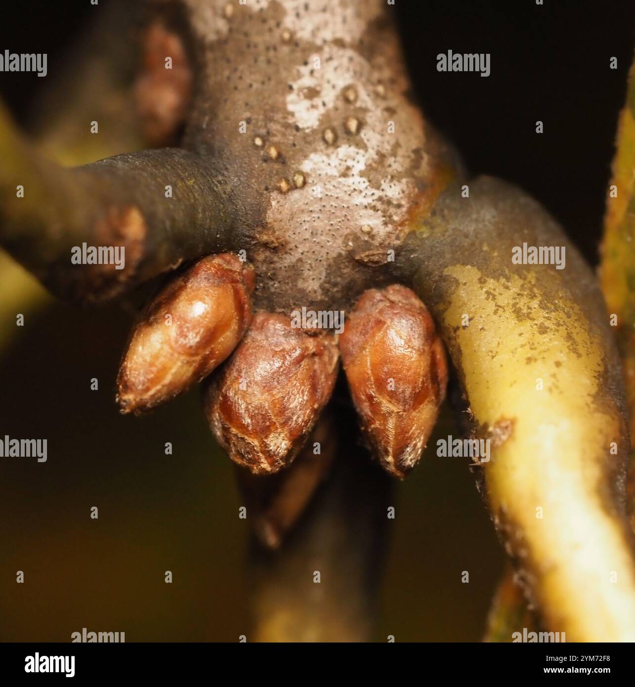 northern red oak (Quercus rubra Stock Photo - Alamy