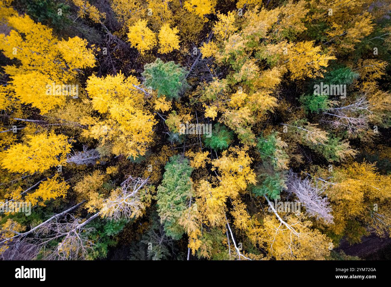 A close up of a forest with many trees in various shades of yellow and ...