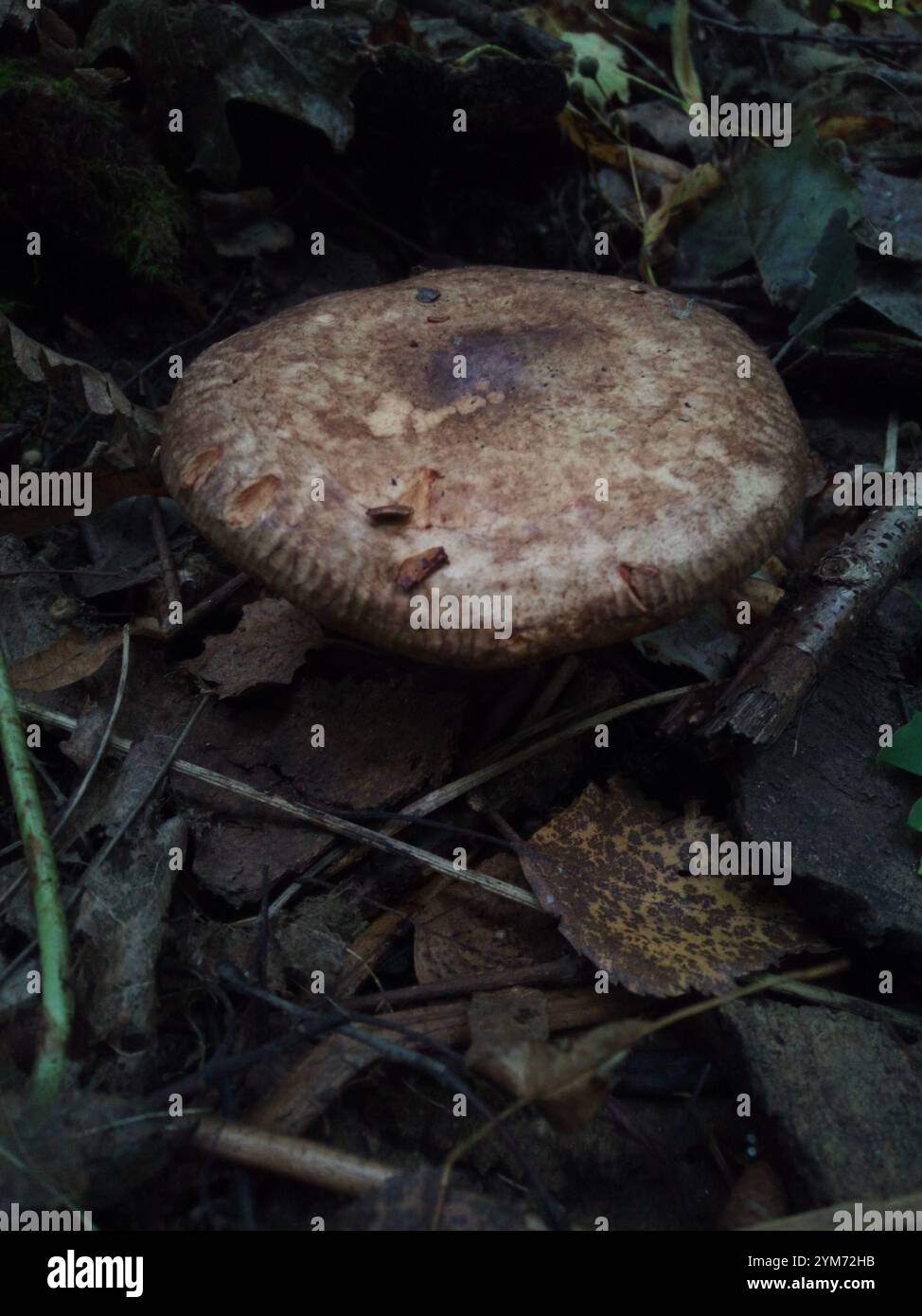 Brown Roll-Rim (Paxillus involutus Stock Photo - Alamy