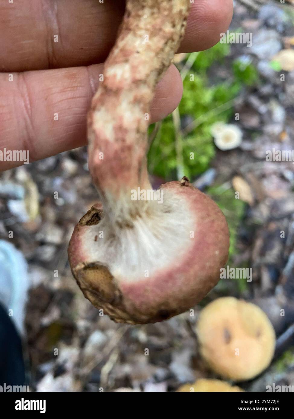 Painted Suillus (Suillus spraguei Stock Photo - Alamy
