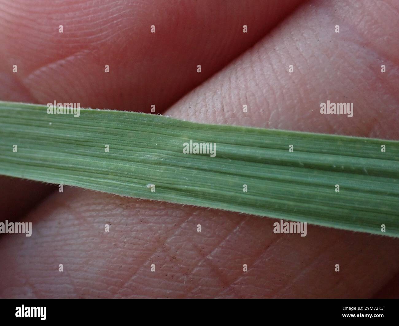 California brome (Bromus carinatus Stock Photo - Alamy