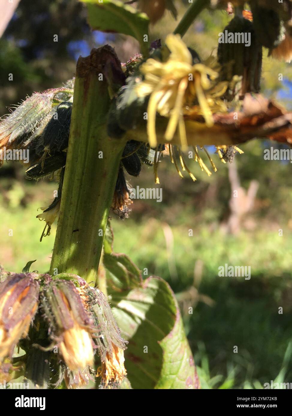 Nabalus crepidineus hi-res stock photography and images - Alamy