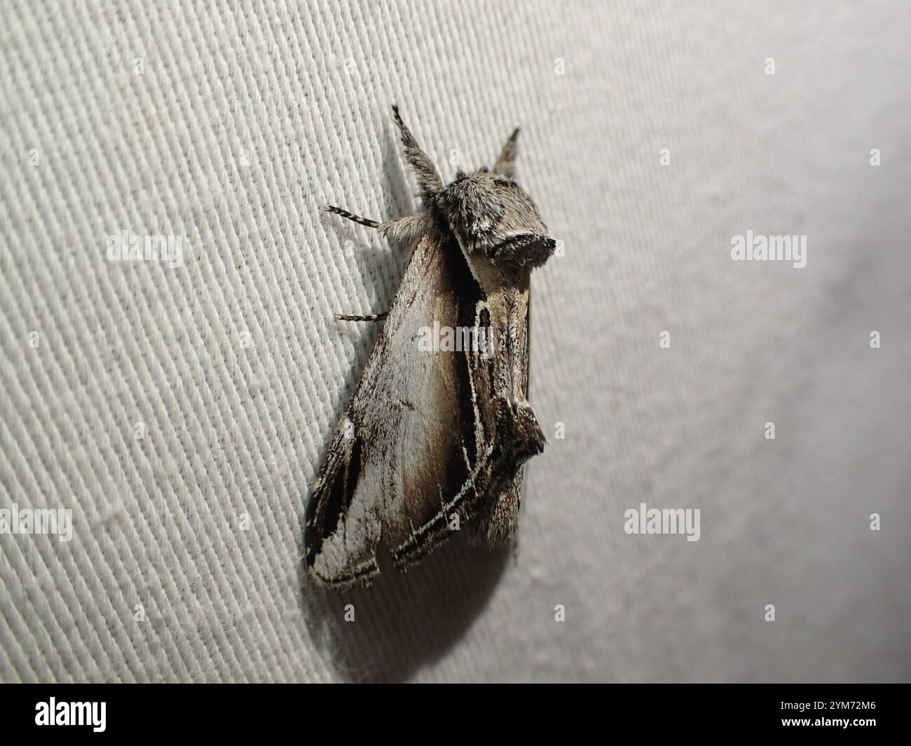 Black-rimmed Prominent (Pheosia rimosa Stock Photo - Alamy