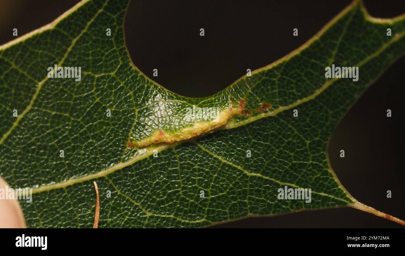 Contarinia hi-res stock photography and images - Alamy