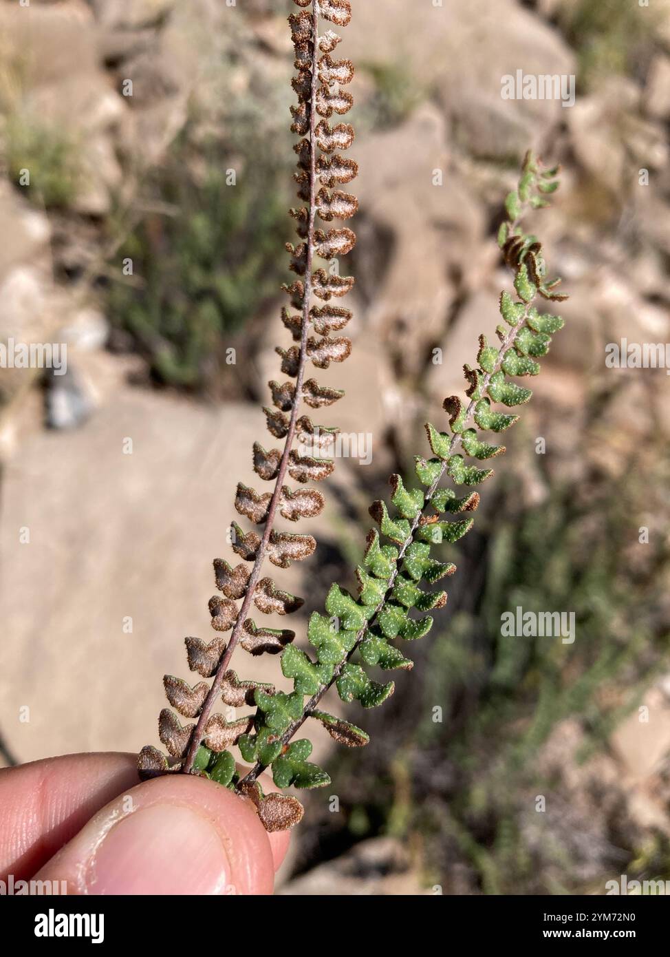 scaly cloak-fern (Astrolepis cochisensis Stock Photo - Alamy