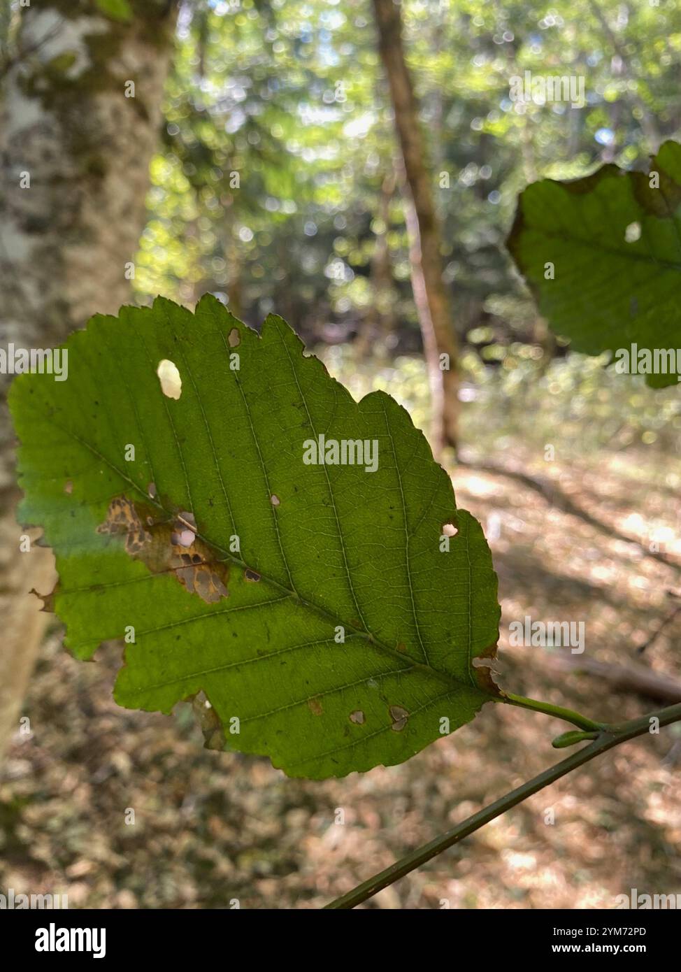 Red Alder (Alnus rubra Stock Photo - Alamy