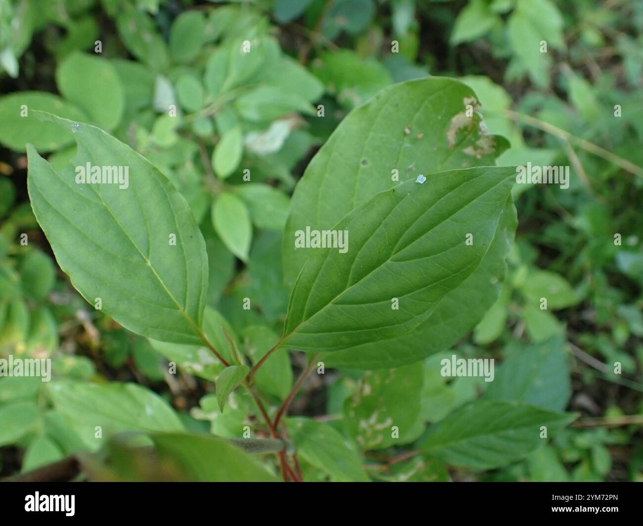 red osier dogwood (Cornus sericea Stock Photo - Alamy