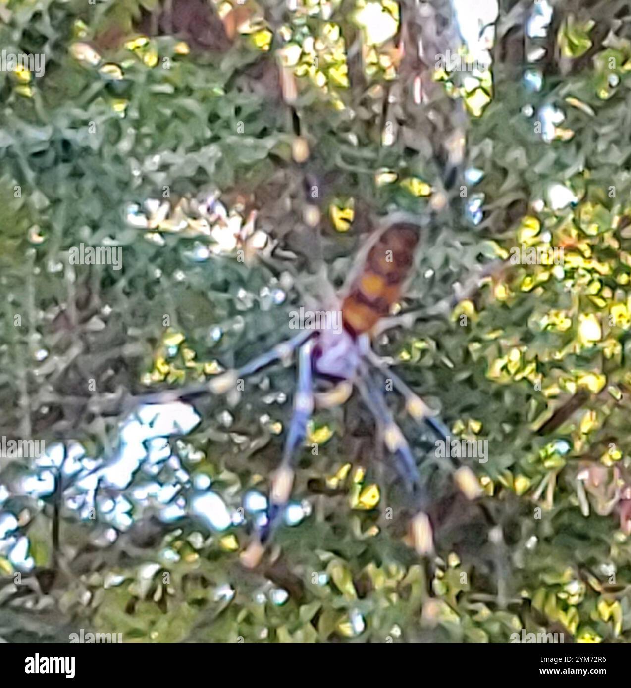 Joro Spider (Trichonephila clavata Stock Photo - Alamy