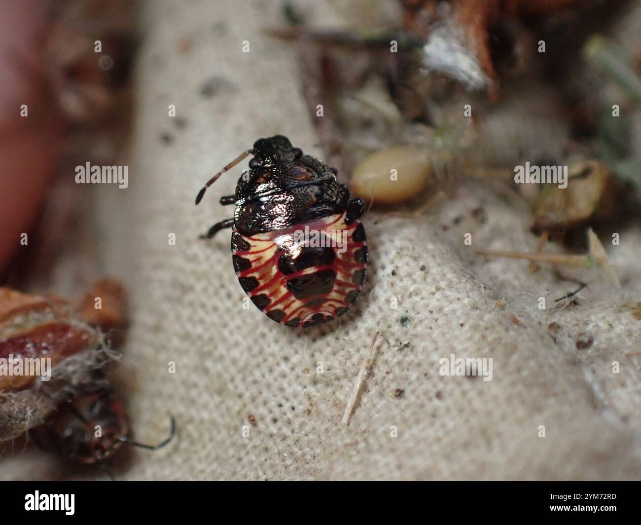 Stink Bugs, Shield Bugs, and Allies (Pentatomoidea Stock Photo - Alamy