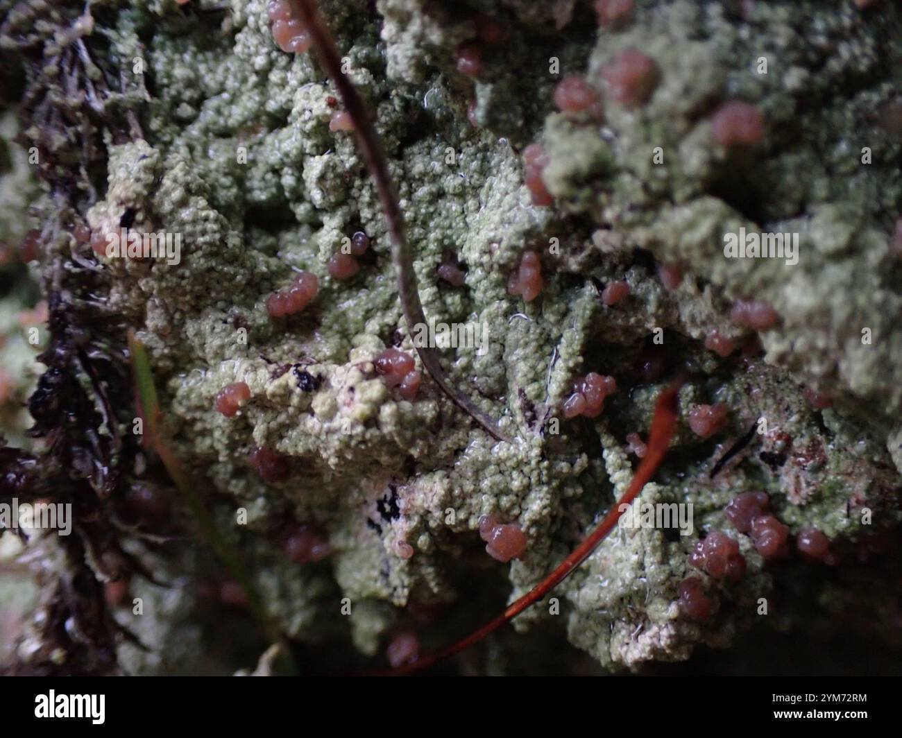 Brown Beret Lichen (Baeomyces rufus Stock Photo - Alamy