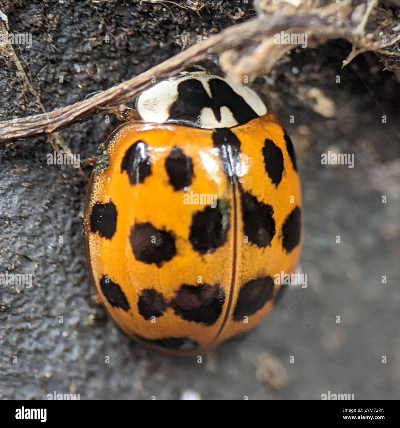 Asian Lady Beetle (Harmonia axyridis Stock Photo - Alamy