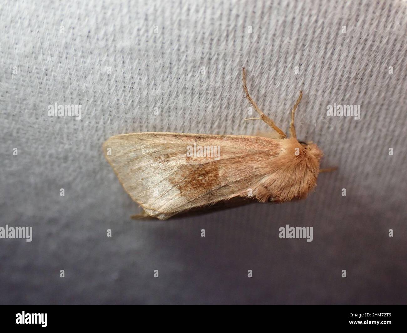 Bronzed Cutworm Moth (Nephelodes minians Stock Photo - Alamy