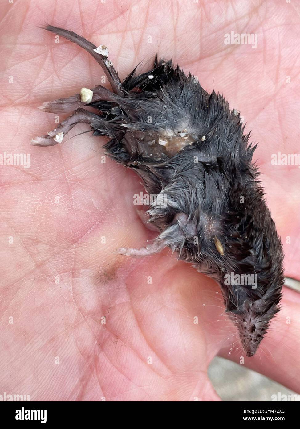 Short-tailed and Small-eared Shrews (Blarinini Stock Photo - Alamy