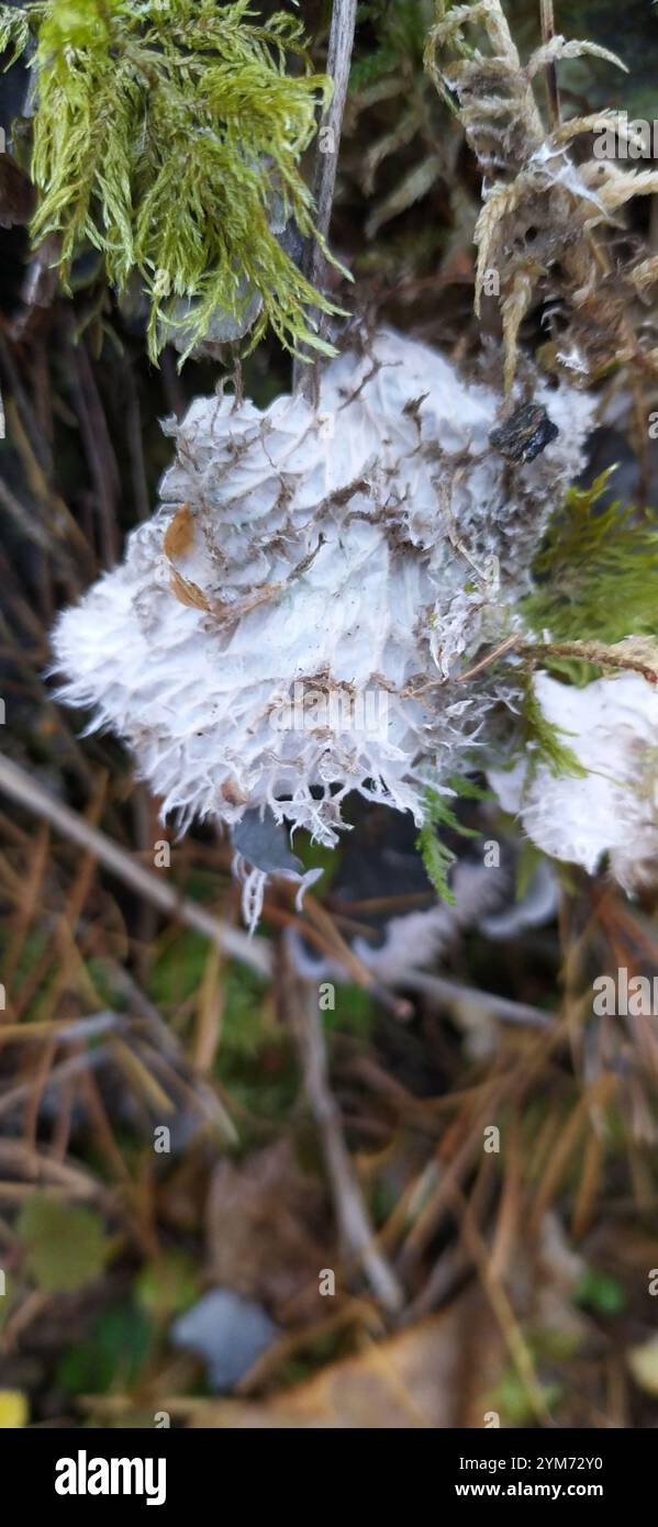 dog pelt lichen (Peltigera canina Stock Photo - Alamy
