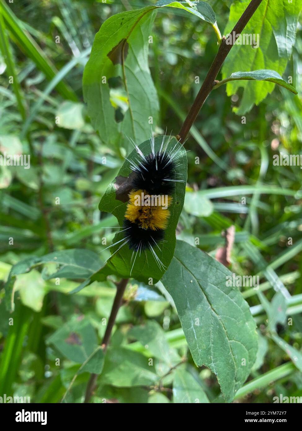 Spotted Tussock Moth (Lophocampa maculata Stock Photo - Alamy
