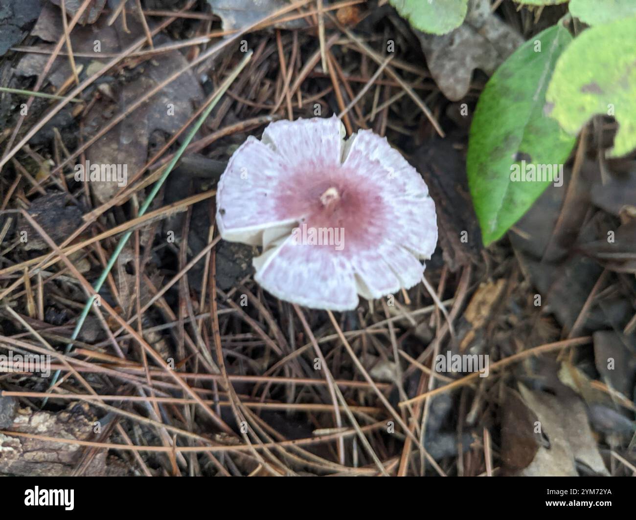 Lilac Fibrecap (Inocybe lilacina Stock Photo - Alamy