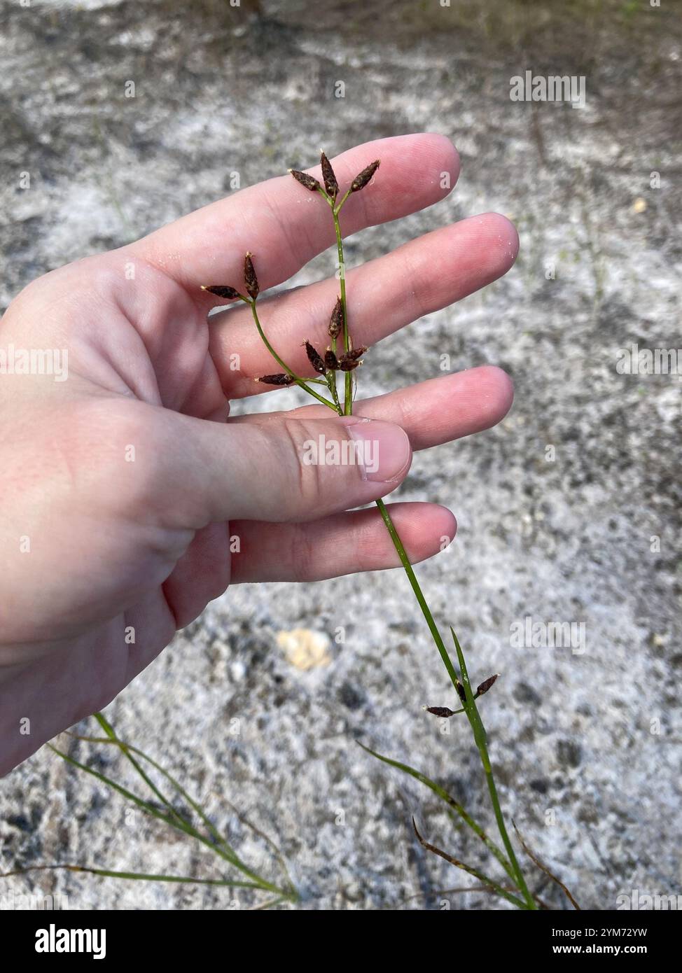 grasses, sedges, cattails, and allies (Poales Stock Photo - Alamy