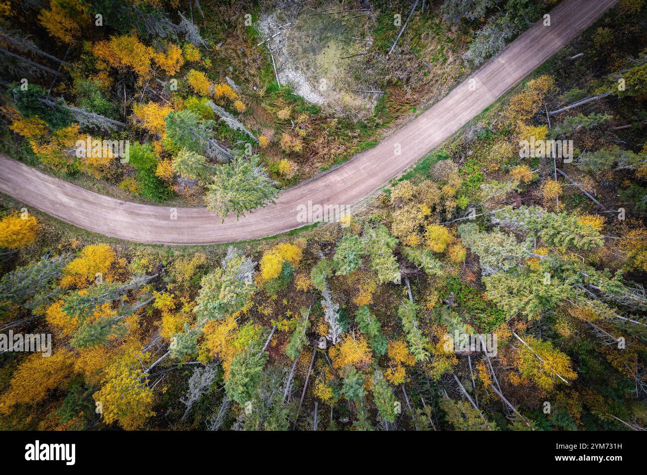 A road with trees on both sides and a curve. The road is dirt and the ...